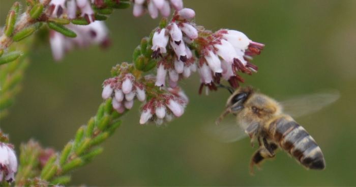 Erica ericoides | PlantZAfrica